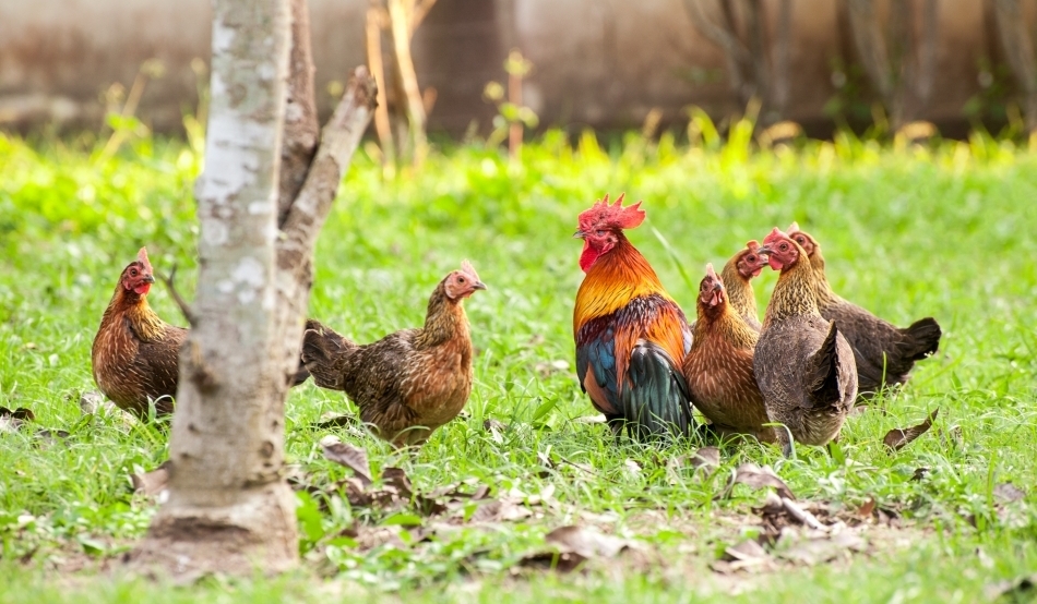 Găinile: păsările care ne-au influenţat decisiv evoluţia