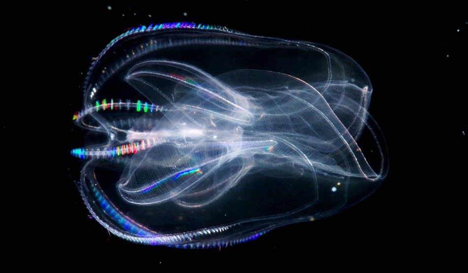 „E ca şi cum am fi găsit un extraterestru la noi în curte” spun oamenii ...