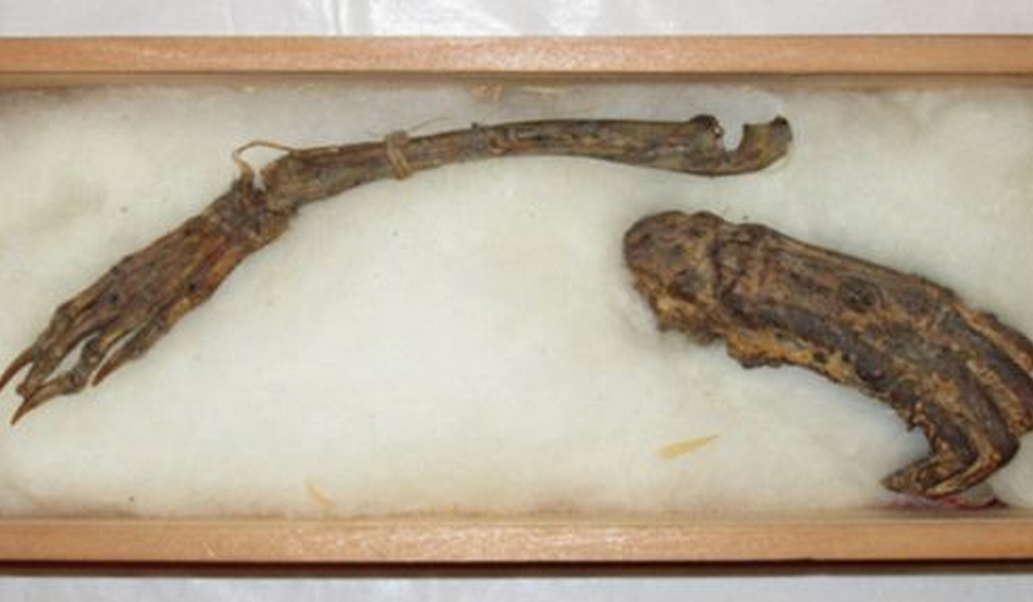 Sunt acestea rămăşiţele unui monstru legendar? Cum arată creatura (Foto)