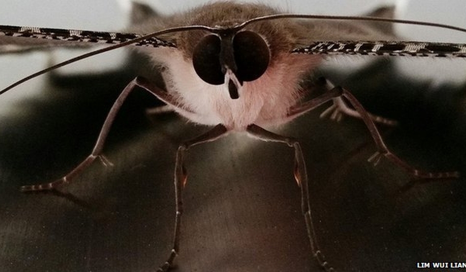 Molii uriaşe au invadat o ţară din Asia. Biologii nu-şi explică ...