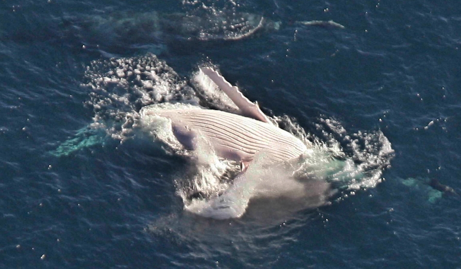 Moment rar: unica balenă albă din emisfera sudică, Migaloo, a ieşit la ...