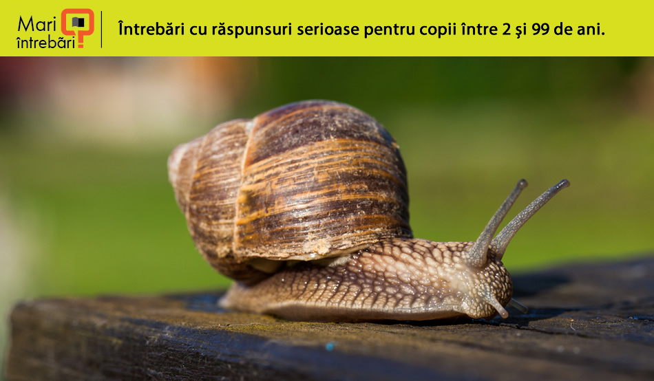 De ce apar melcii după ploaie?