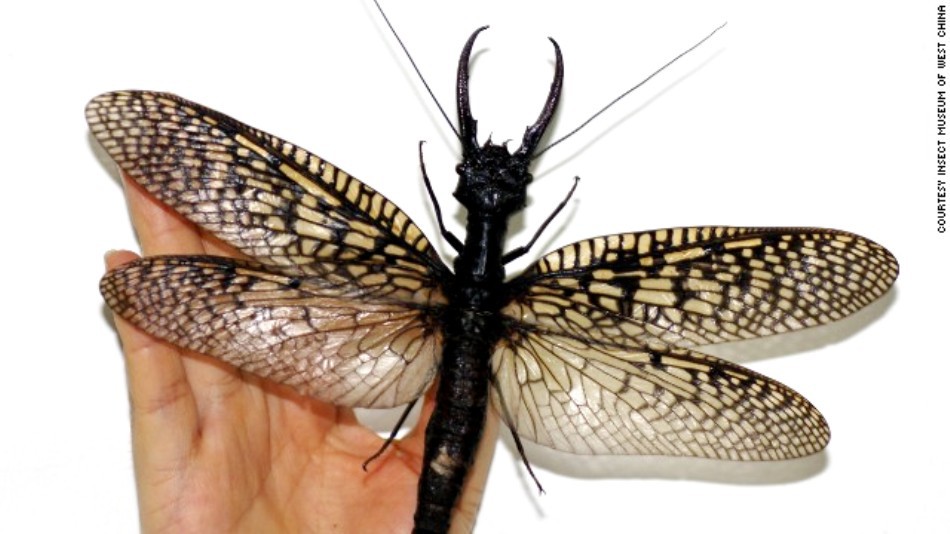 Insecte uriaşe, mai mari decât faţa unui om, au fost descoperite în ...