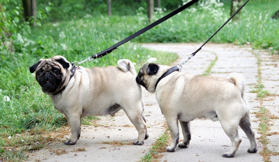 Ce-şi spun unul altuia căţeii atunci când se miros reciproc?