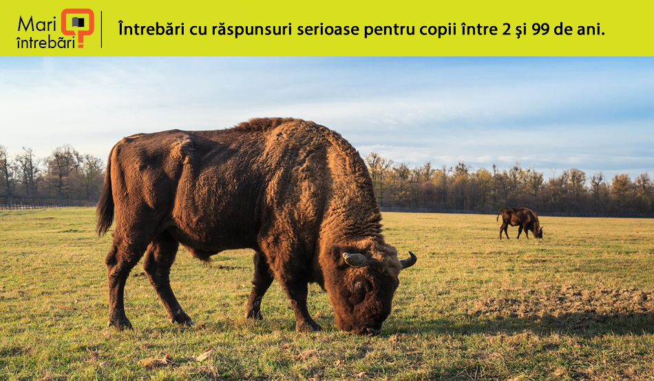 Care sunt diferenţele dintre zimbri şi bizoni?