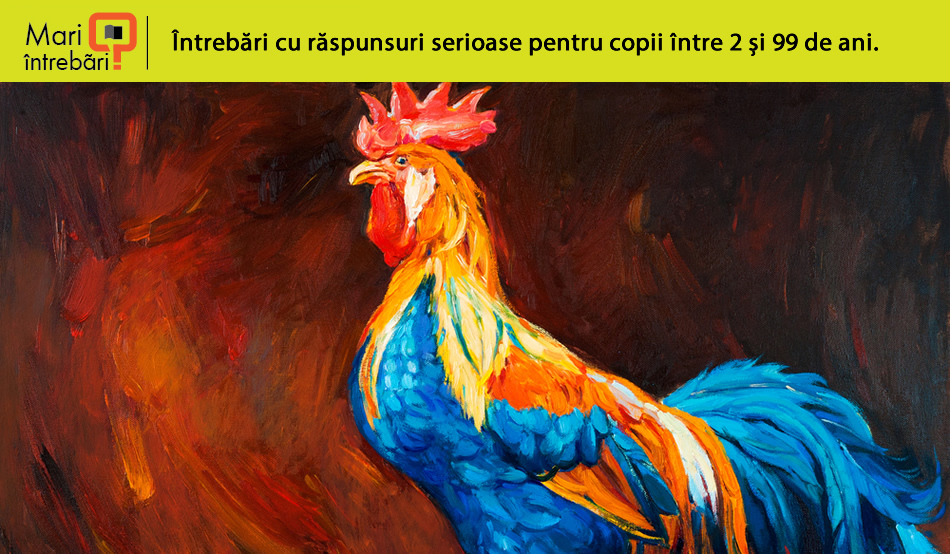 De ce cântă cocoşii?