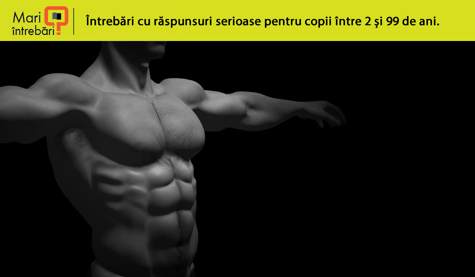 Care este cel mai puternic muşchi din corpul omenesc?