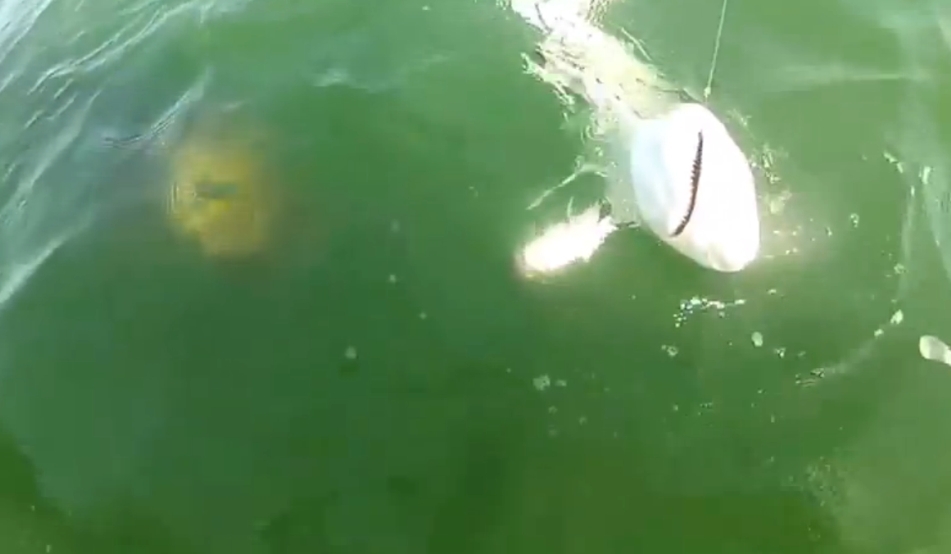 Un peşte uriaş a înghiţit un rechin. VIDEO uimitor