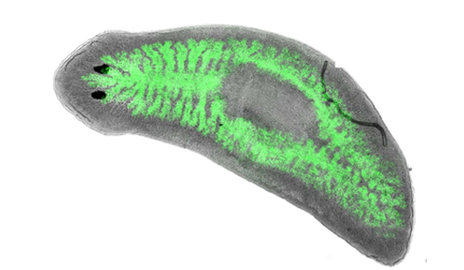 Un vierme lat nemuritor este cea mai nouă armă contra bacteriilor ...