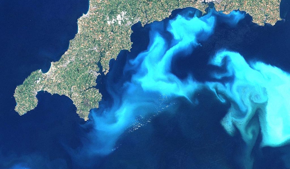 Unele specii de alge oceanice pot evolua rapid, ca să se adapteze la ...