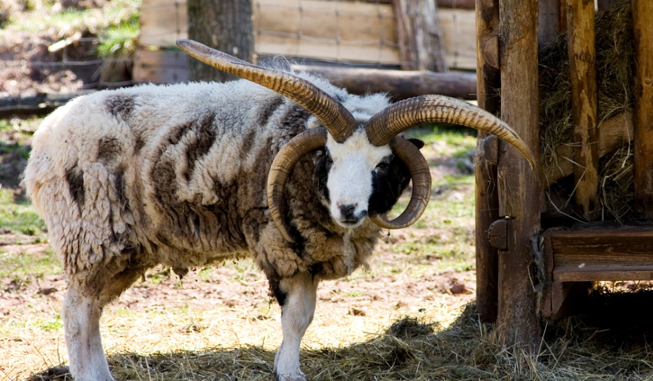 Animale bizare: berbecii policeraţi (GALERIE FOTO)