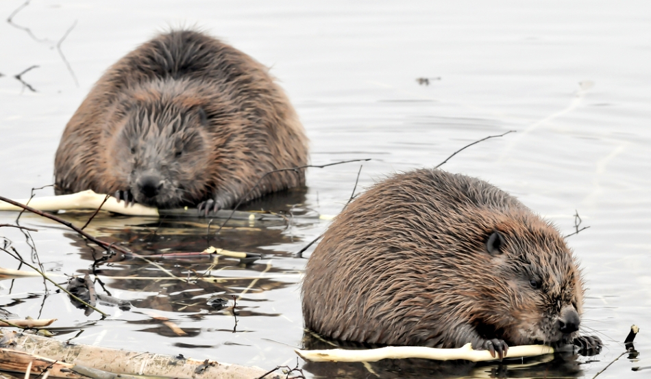 Castorii – cei mai eficienţi angajaţi: ce muncă sunt puşi să facă în SUA?