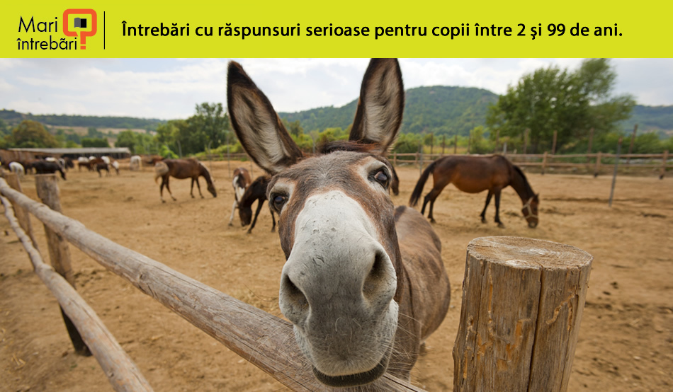 Care sunt diferenţele dintre cal şi catâr?