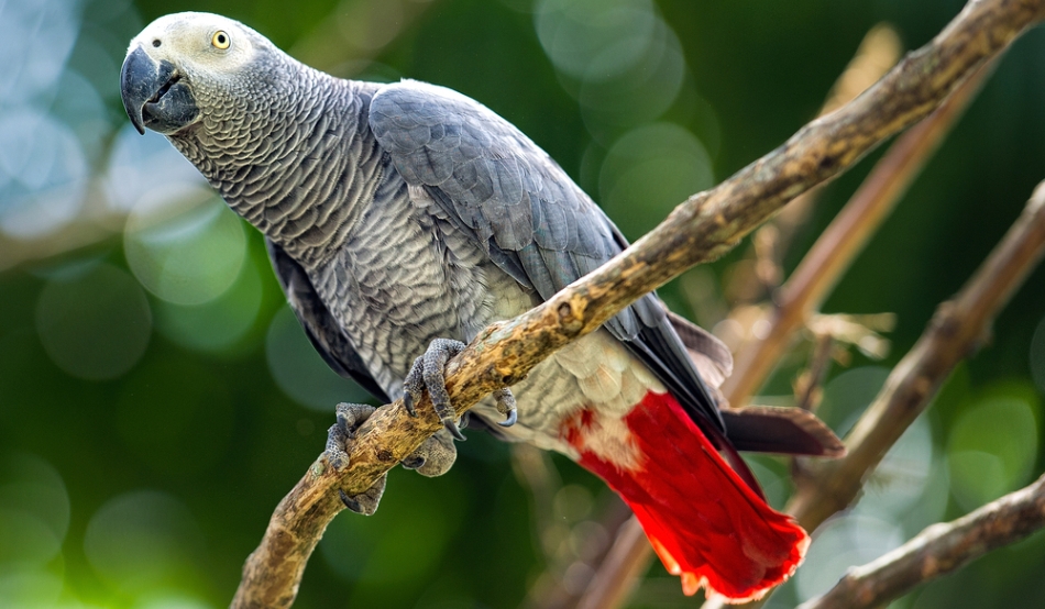 Un papagal vorbitor de engleză a dispărut timp de 4 ani, iar cand a ...