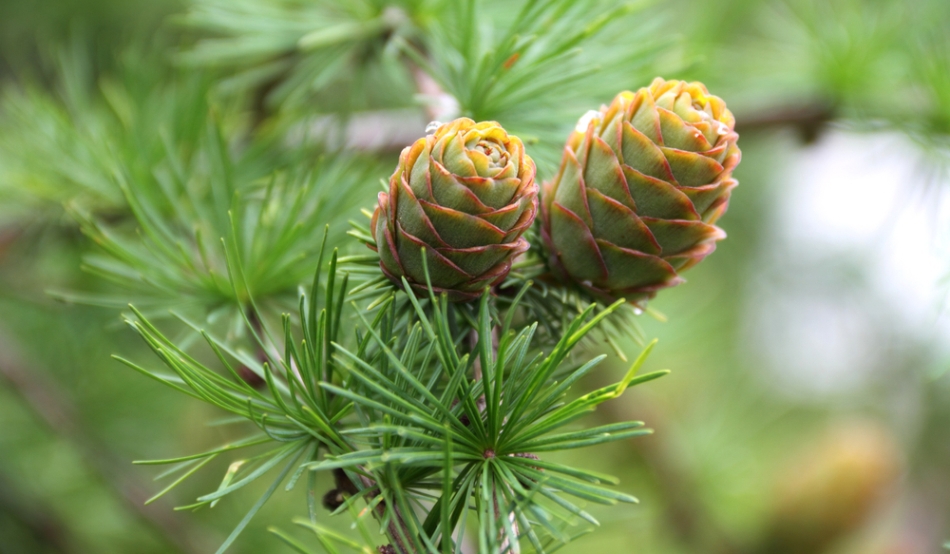 Pinul şi lucerna ne vor ajuta să trecem în era maşinilor electrice