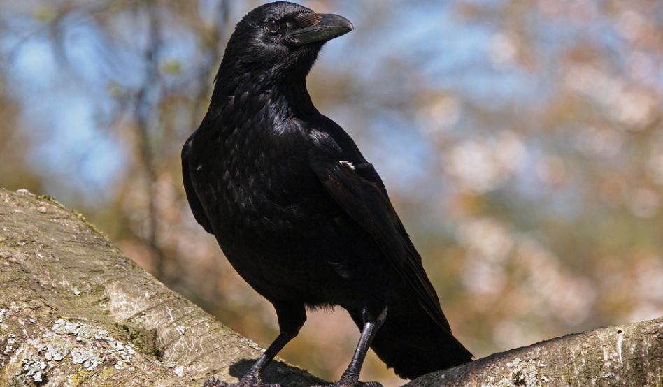 Primarul Timişoarei nu ştie cum să scape de ciori: "E dezastru. Sunt ...