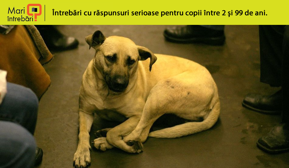 Unde trăiesc cei mai mulţi câini maidanezi din lume