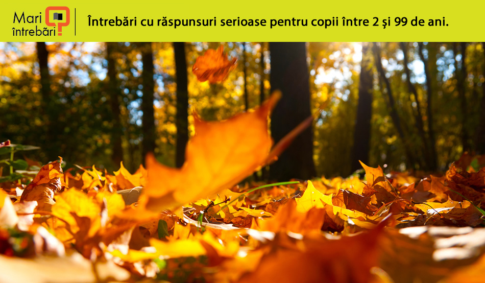 De ce cad frunzele toamna?