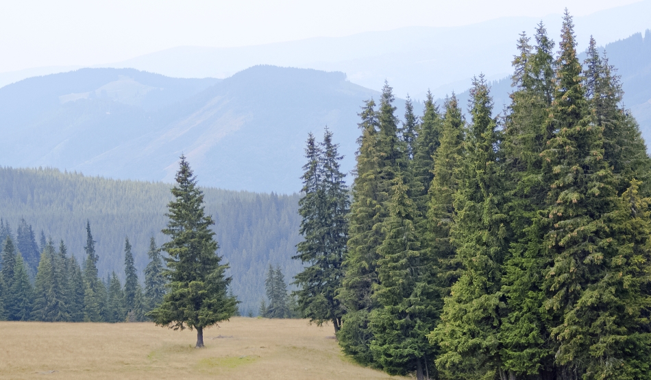 Dilemă de Crăciun: brad natural sau artificial?