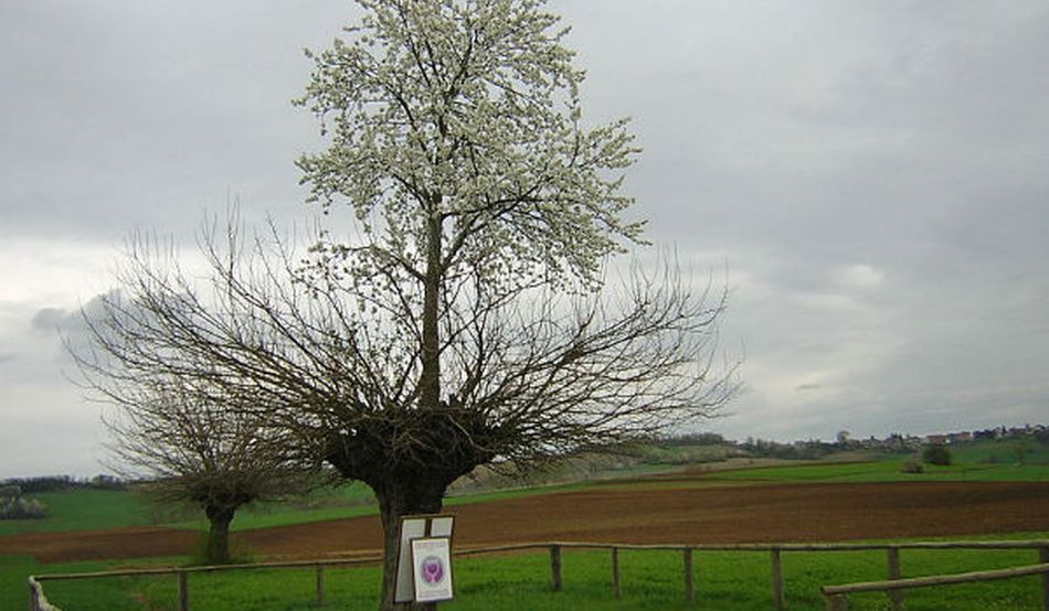 Acest copac este unic în lume. Cum se explică aspectul său bizar?