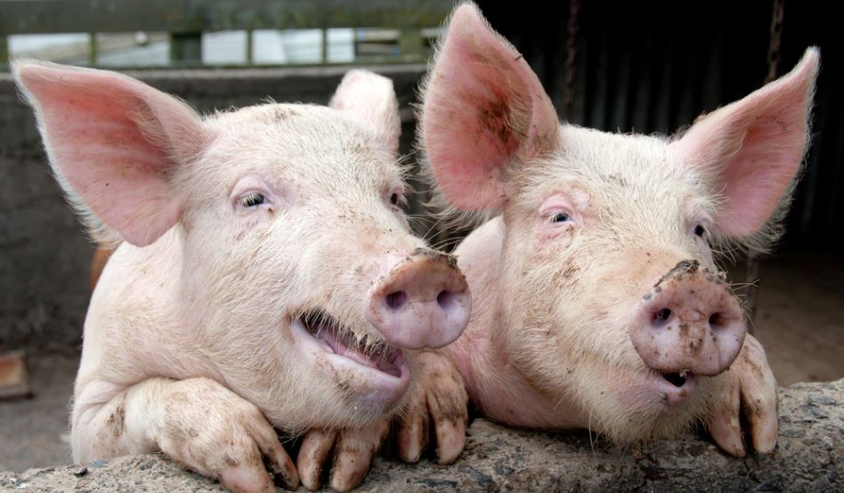De ce nu este bine să mâncăm carne de porc?