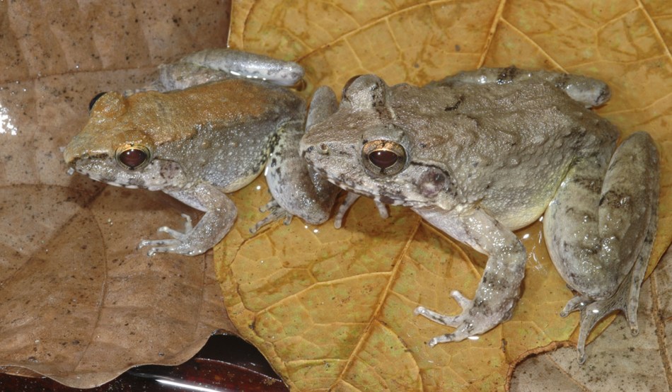 Descoperire de senzaţie: o specie de broaşte cu un mod de reproducere ...