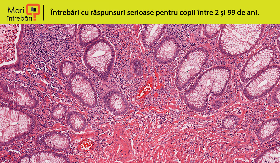 Care este cel mai lung organ din corpul omenesc?