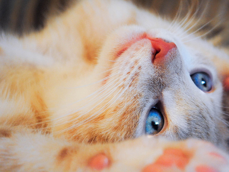 Torsul pisicii are efecte terapeutice