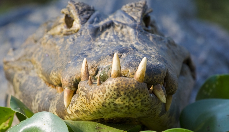 7 MITURI despre animale care sunt, de fapt, reale. Cum plângi "cu ...