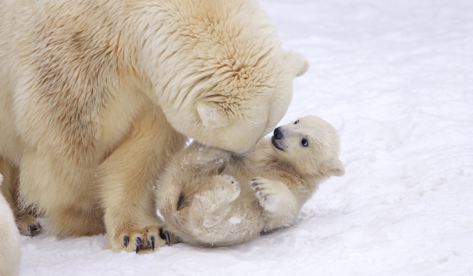 Urşii polari ar putea să dispară din cauza încălzirii globale