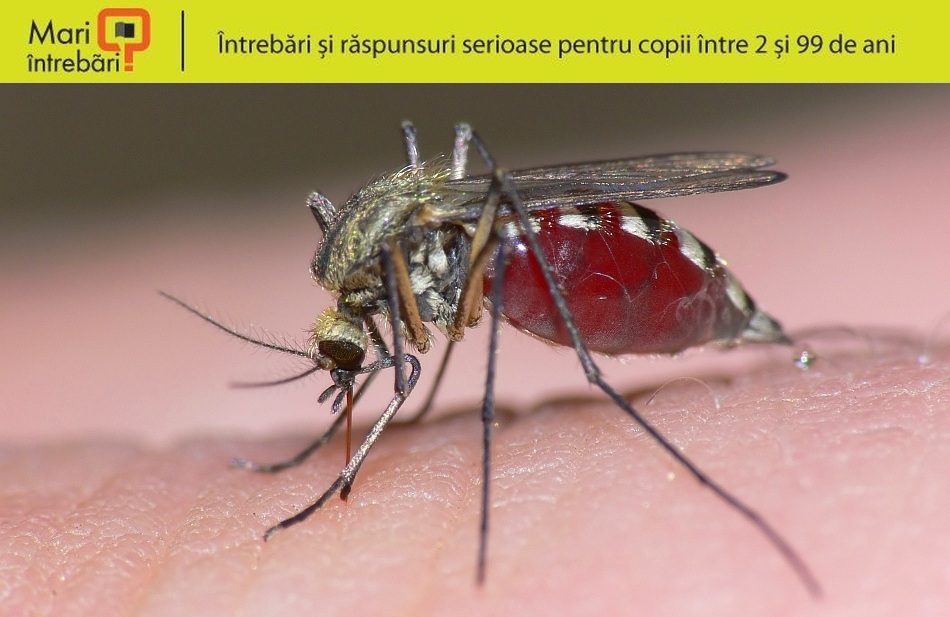 De ce unii oameni sunt muşcaţi mai des de ţânţari?