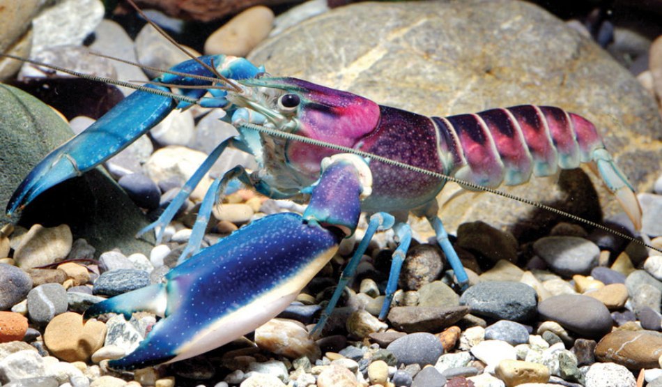 A fost descoperită langusta "galactică", probabil cea mai frumoasă ...