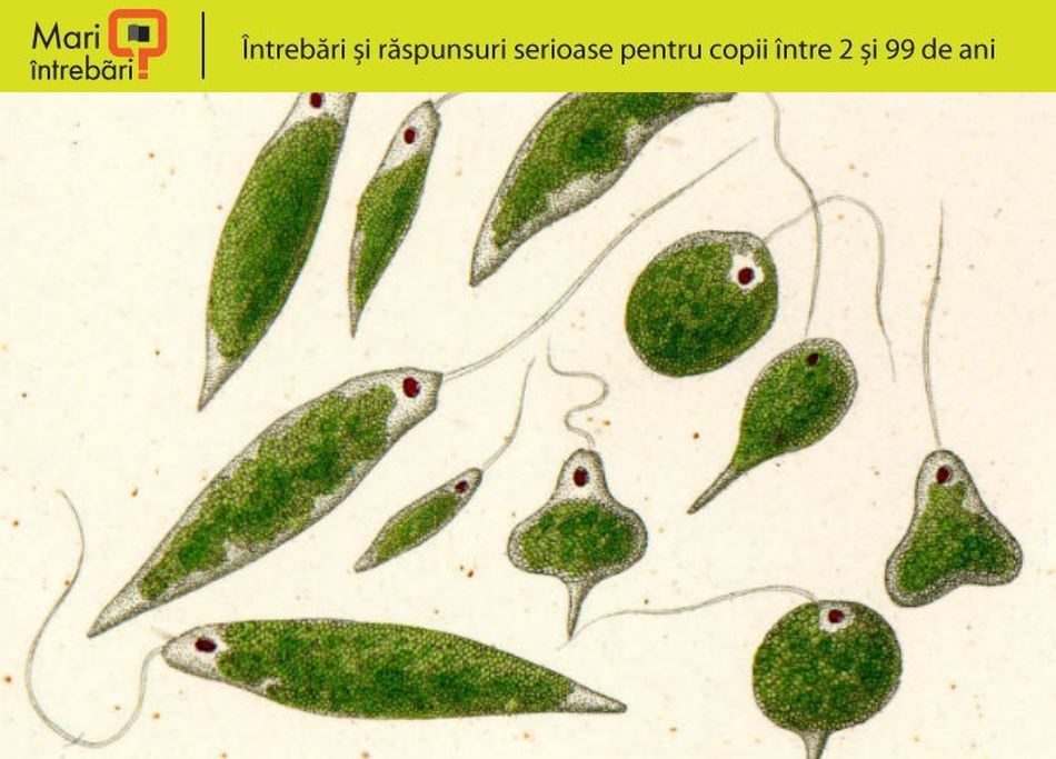 Ce sunt protozoarele?