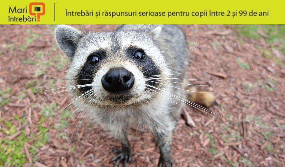 Ratonii îşi spală hrana?