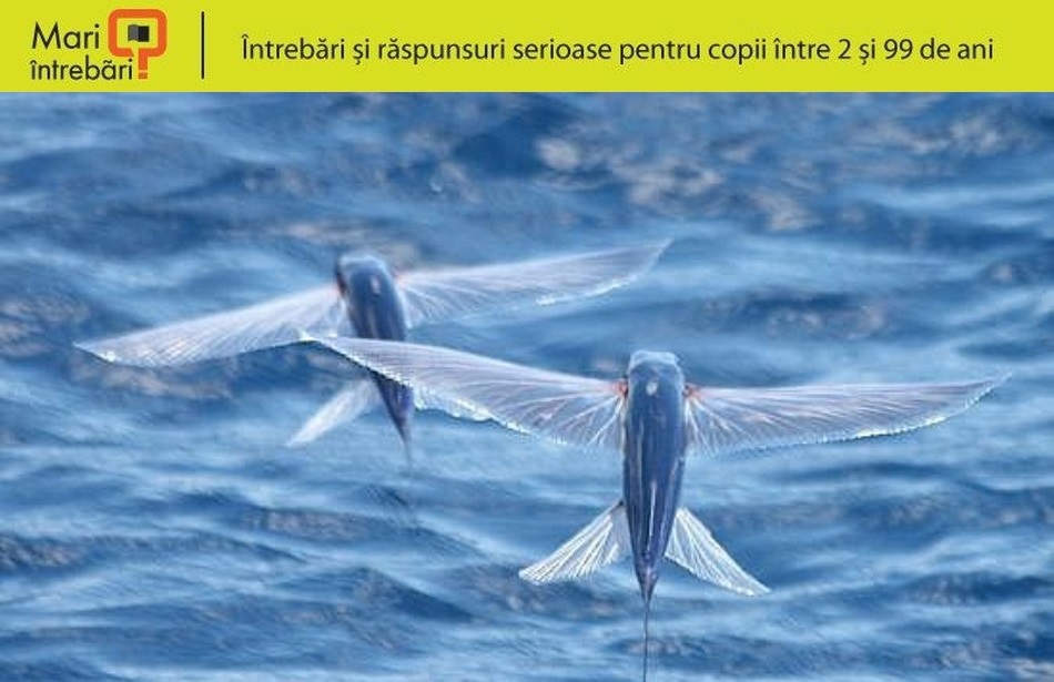 Cum reuşeste să planeze deasupra apei peştele zburător?
