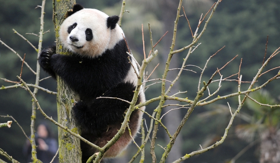 Panda nu sunt întotdeauna alb cu negru: un urs extrem de rar, găsit în ...
