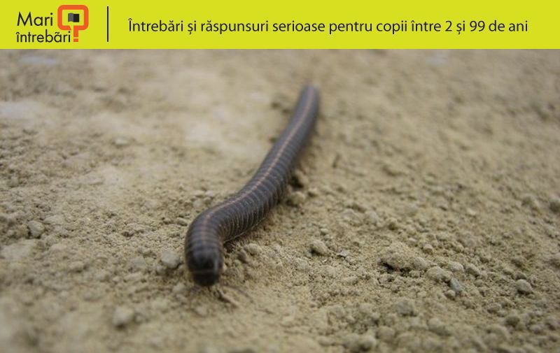 Cum se târăsc râmele?