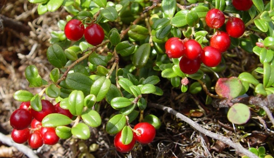 Fructele de merişor contribuie la combaterea unui anumit tip de cancer