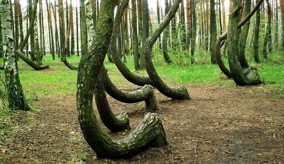 Pădurile neobişnuite ale lumii - FOTO