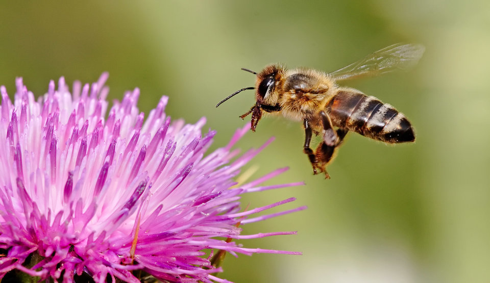 Rolul albinelor în polenizare este supraestimat. Ce alte insecte ajută ...