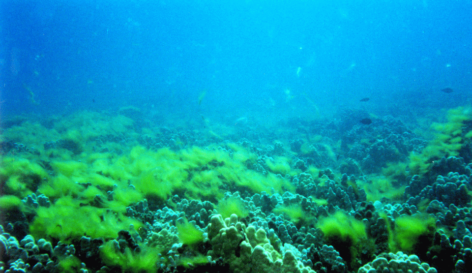 Cum a apărut viaţa în mediul acvatic. Rezultatul neaşteptat obţinut de ...