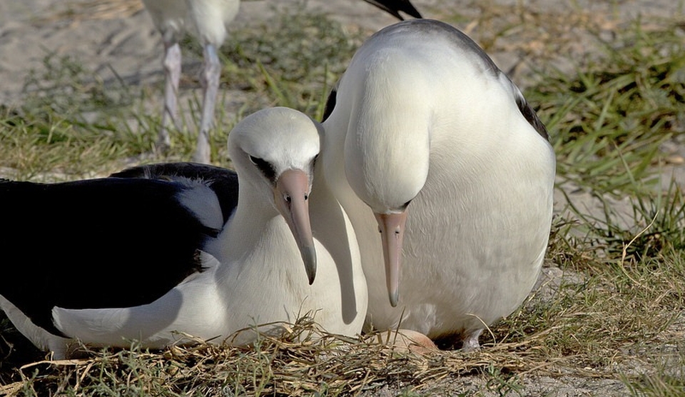 Ce trebuie să știi despre albatroși, cele mai mari păsări zburătoare ...