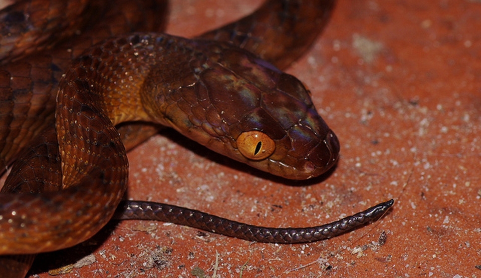 Şerpii australieni nu mai sunt cei mai periculoşi din lume