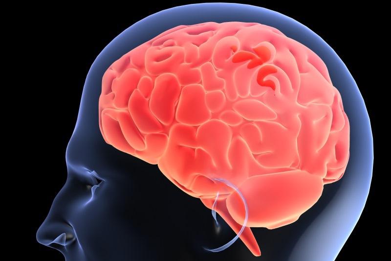 Cum afectează stresul structura creierului