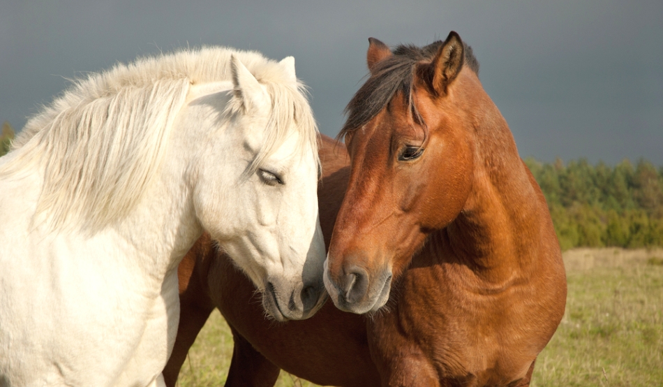Caii îşi pot da seama când oamenii sunt fericiţi sau furioşi. Un ...