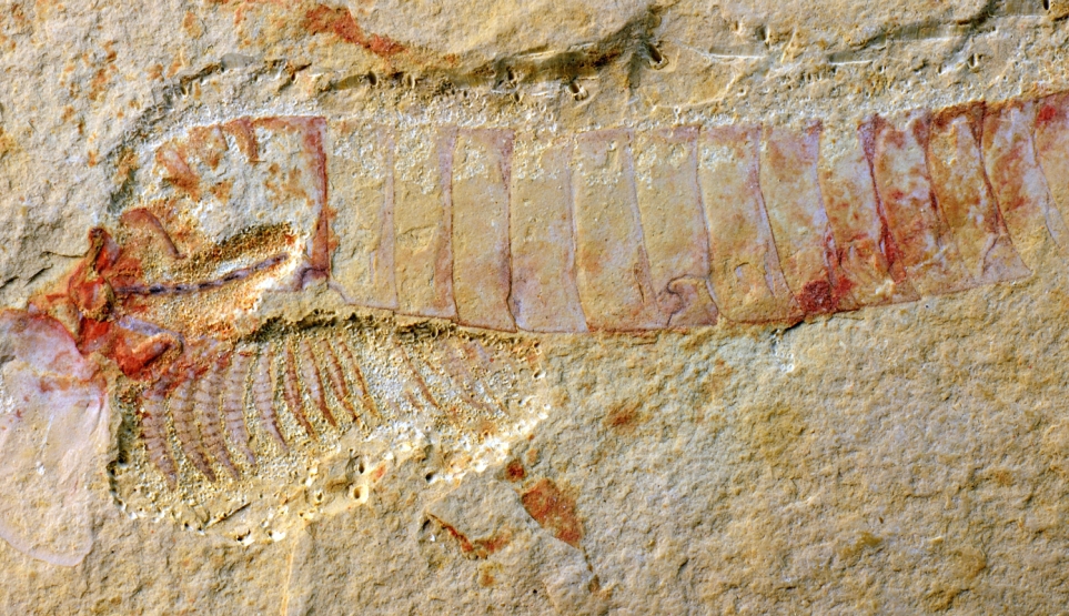 Descoperire fascinantă într-o fosilă de 520 milioane de ani.''Este cel ...