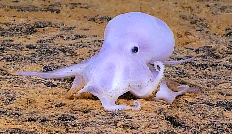 CASPER există. Descoperire neaşteptată făcută în adâncimile oceanice ...