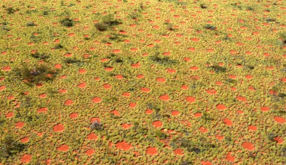 Misterioasele "cercuri de basm", descoperite în Australia, fascinează ...