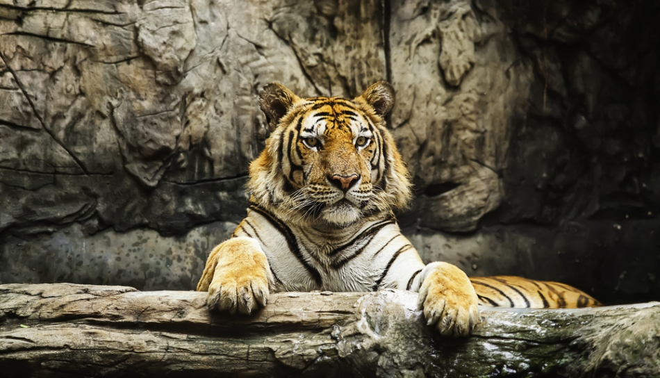 Un rus de la un circ a plecat la plimbare cu un pui de tigru, într-un ...