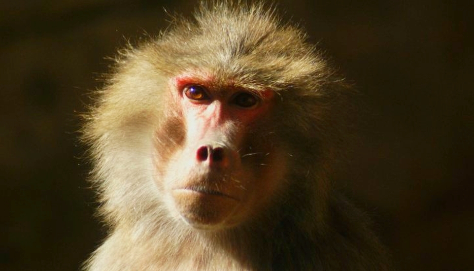 EXPERIMENT cu urmări uriaşe. Un babuin a supravieţuit aproape 3 ani cu ...